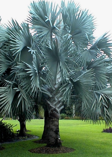 Palmeras Azules Palmera Azul: Conoce La Planta Exótica Perfecta Para