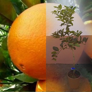 Naranjo Washington Navel Enano Citrus Sinensis Washington Navel,